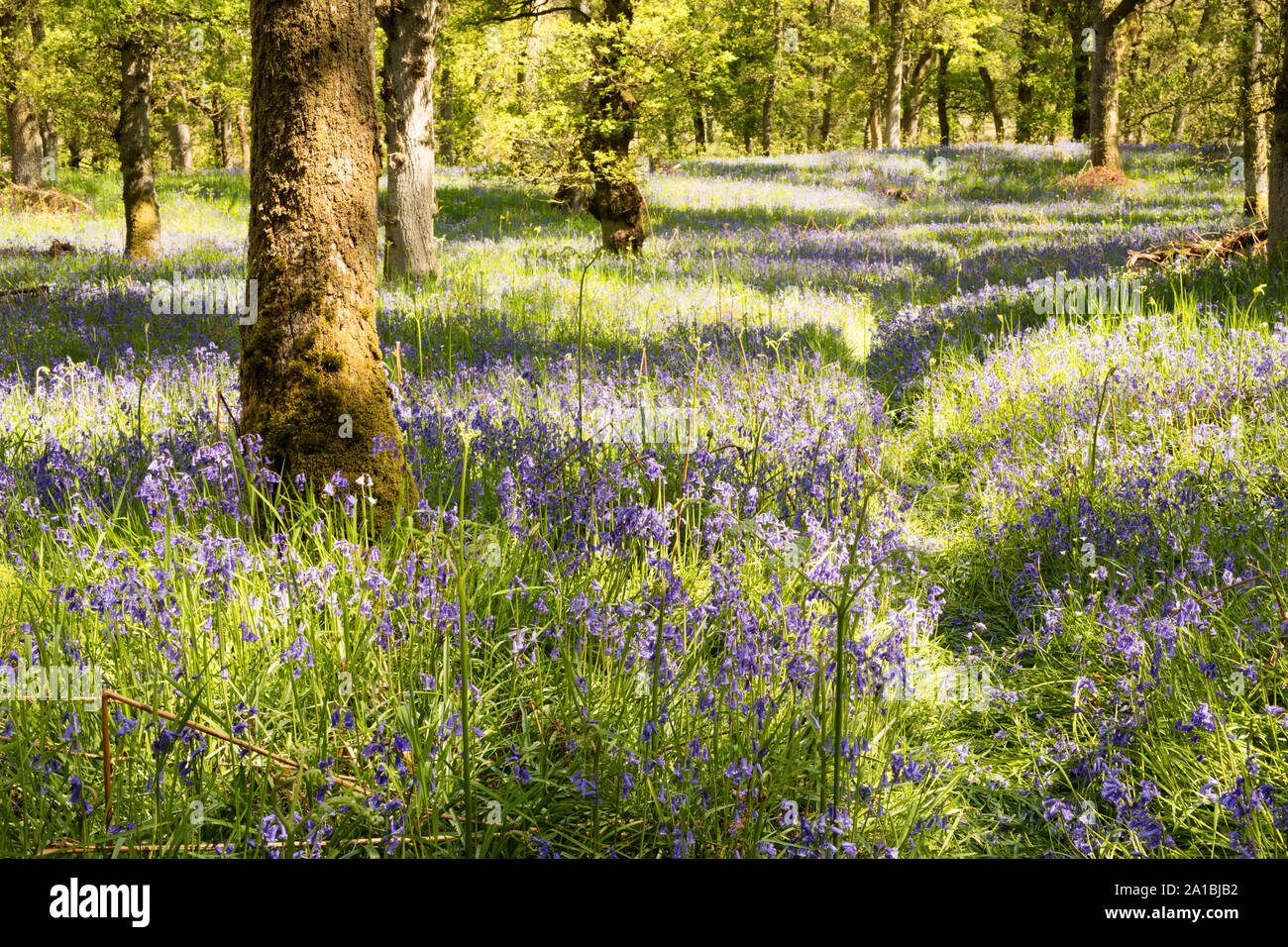 Kinclaven bluebell wood scotland hi-res stock photography and images ...