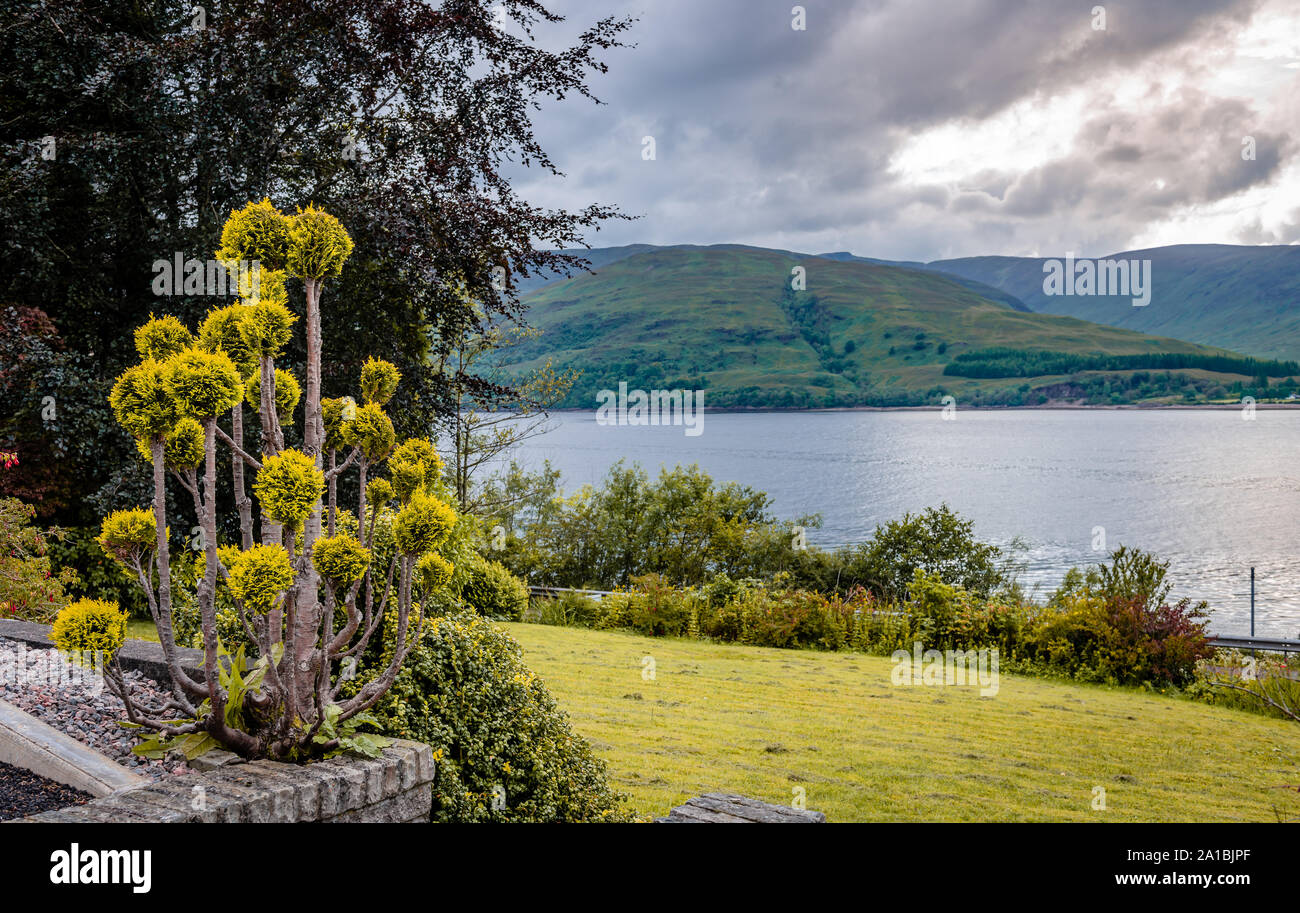 Scottish plants hi-res stock photography and images - Alamy