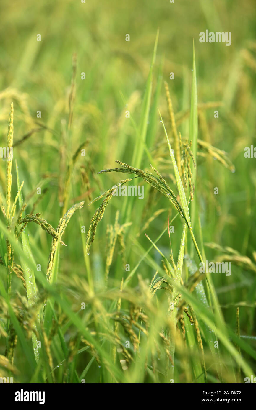 Agriculture. Close up of rice growing in a paddy field. Vang Vieng ...