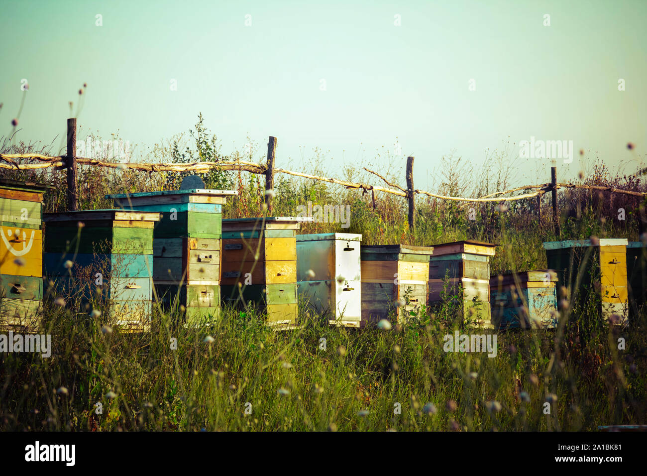 Summer apiary farm Stock Photo - Alamy