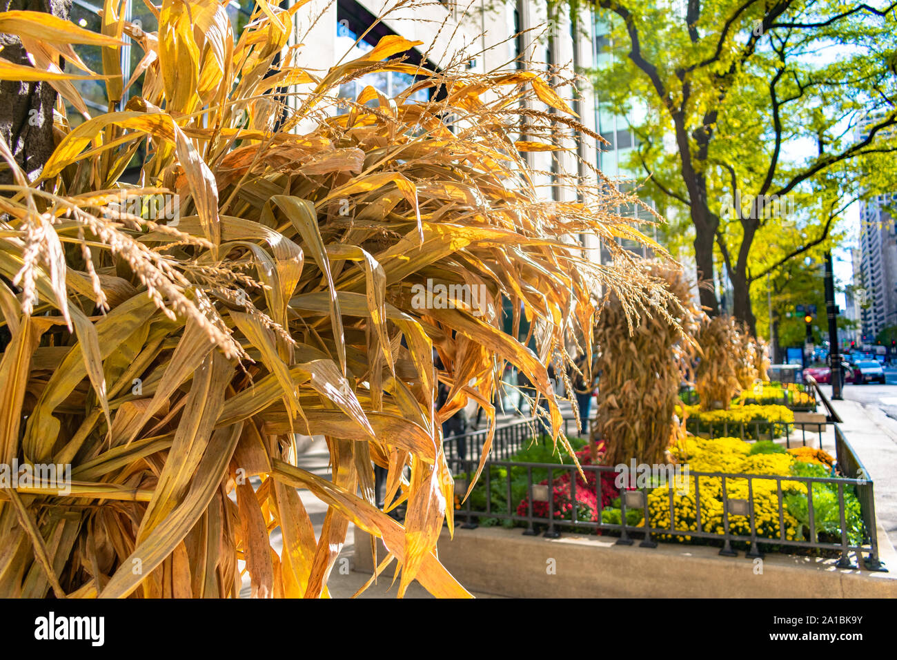 Corn stalk decoration hi-res stock photography and images - Alamy