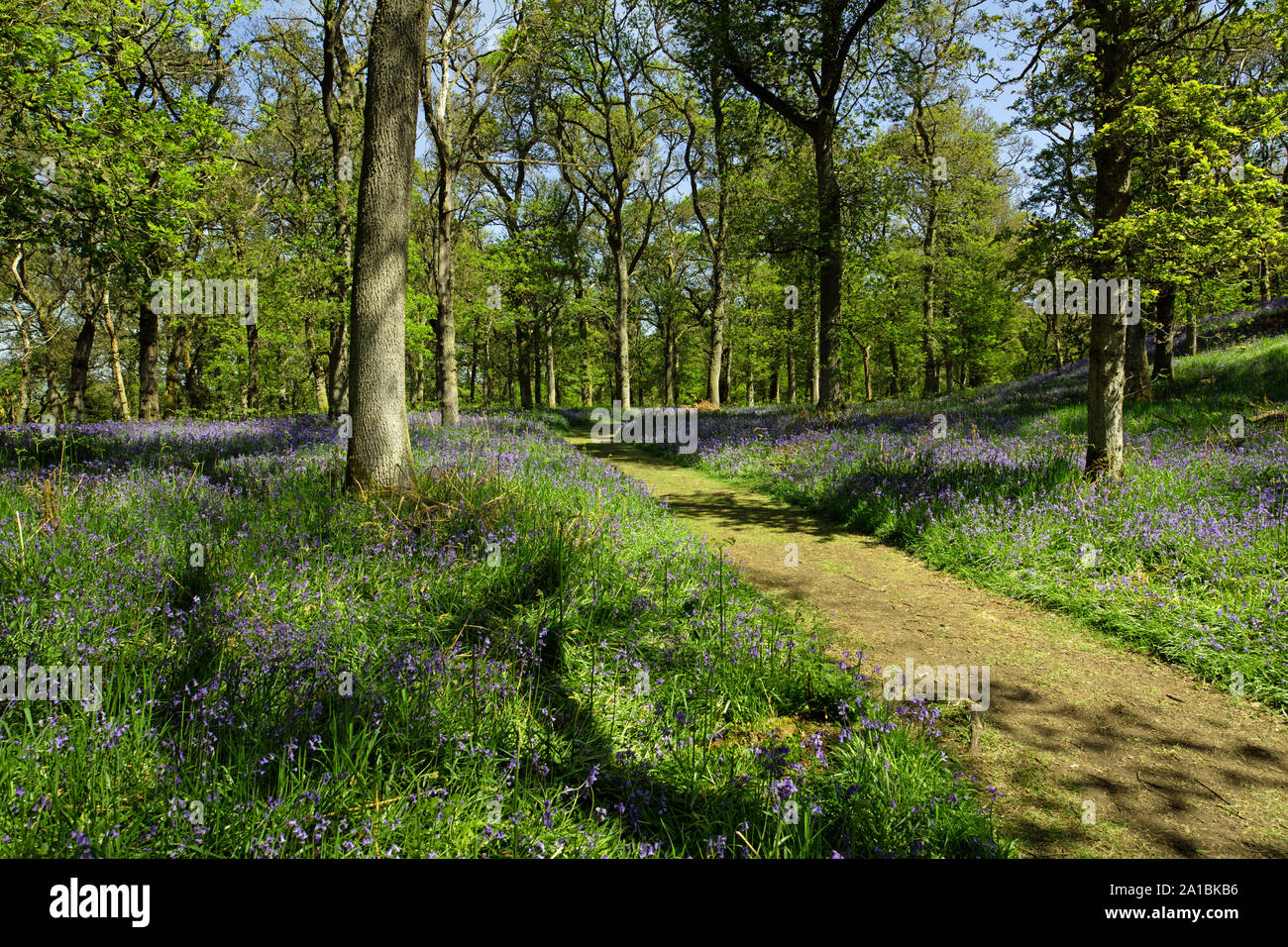 Scottish bluebell hi-res stock photography and images - Alamy