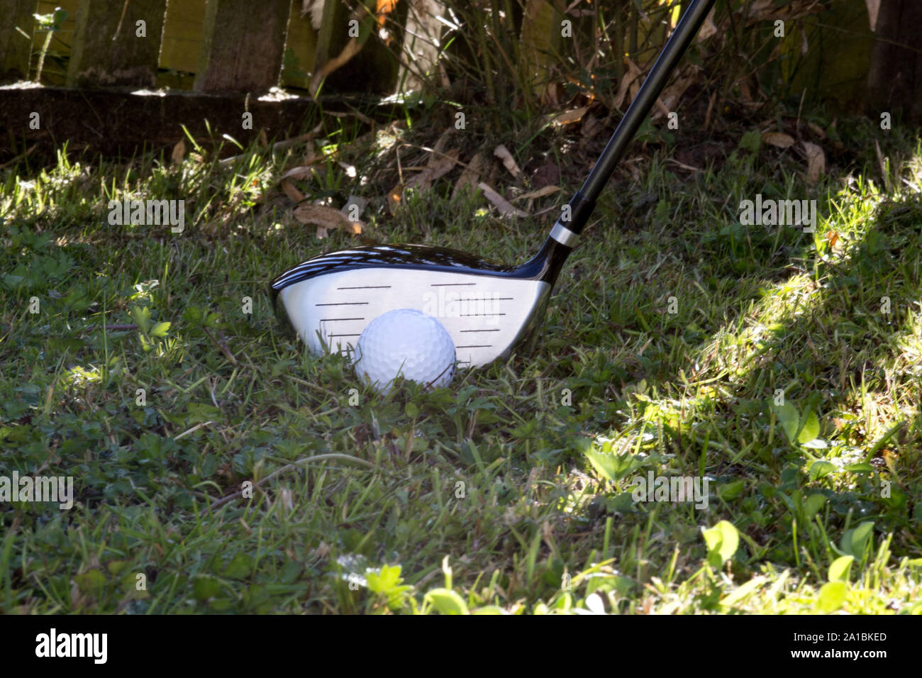 Fairway wood golf club in the rough golf course grass Stock Photo - Alamy