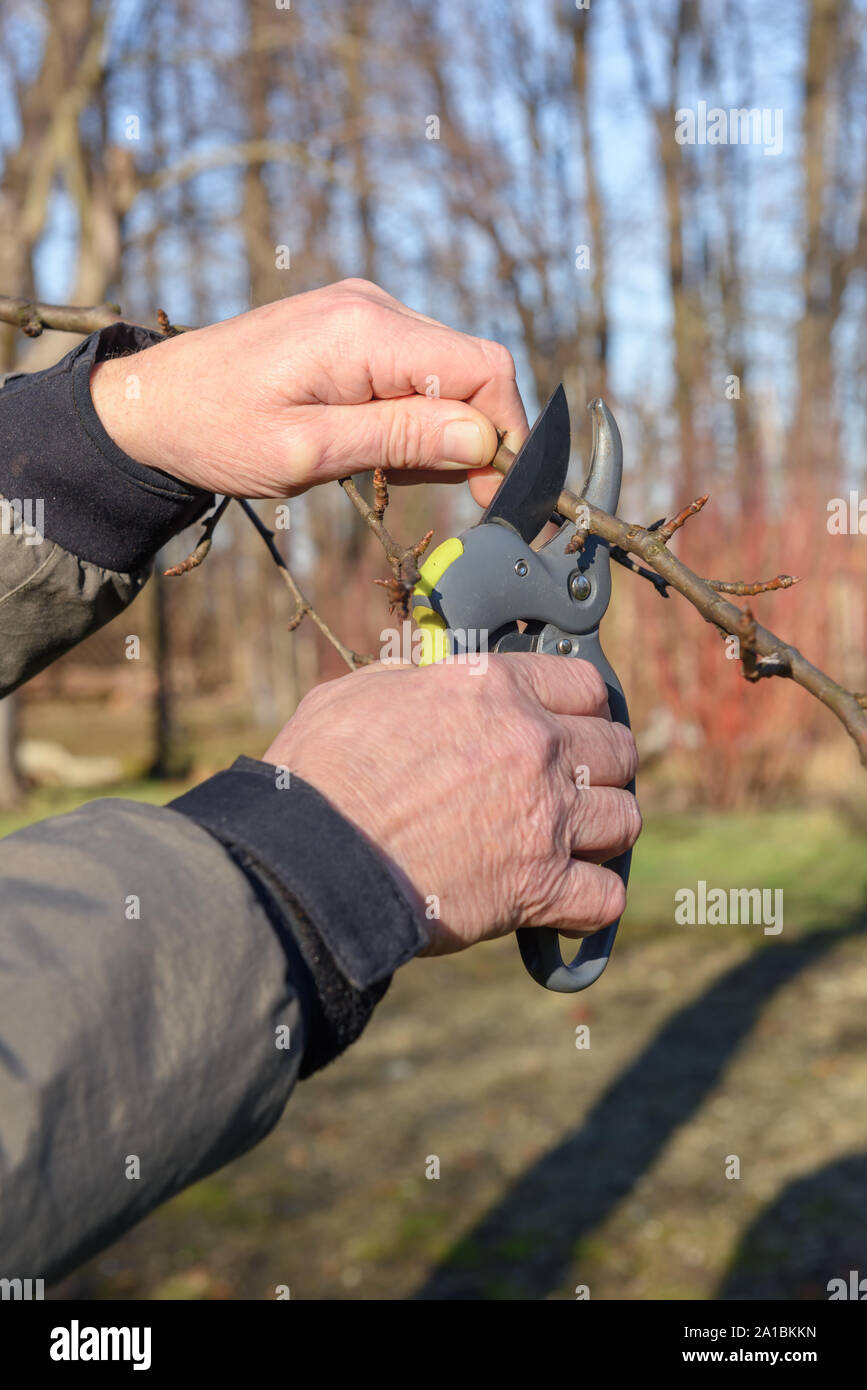 Cut tree sprout hi-res stock photography and images - Alamy
