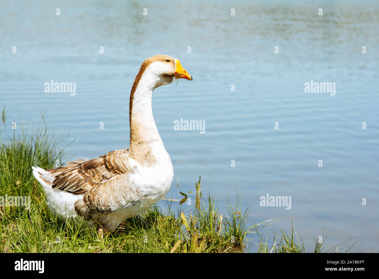 Smiling goose hi-res stock photography and images - Alamy