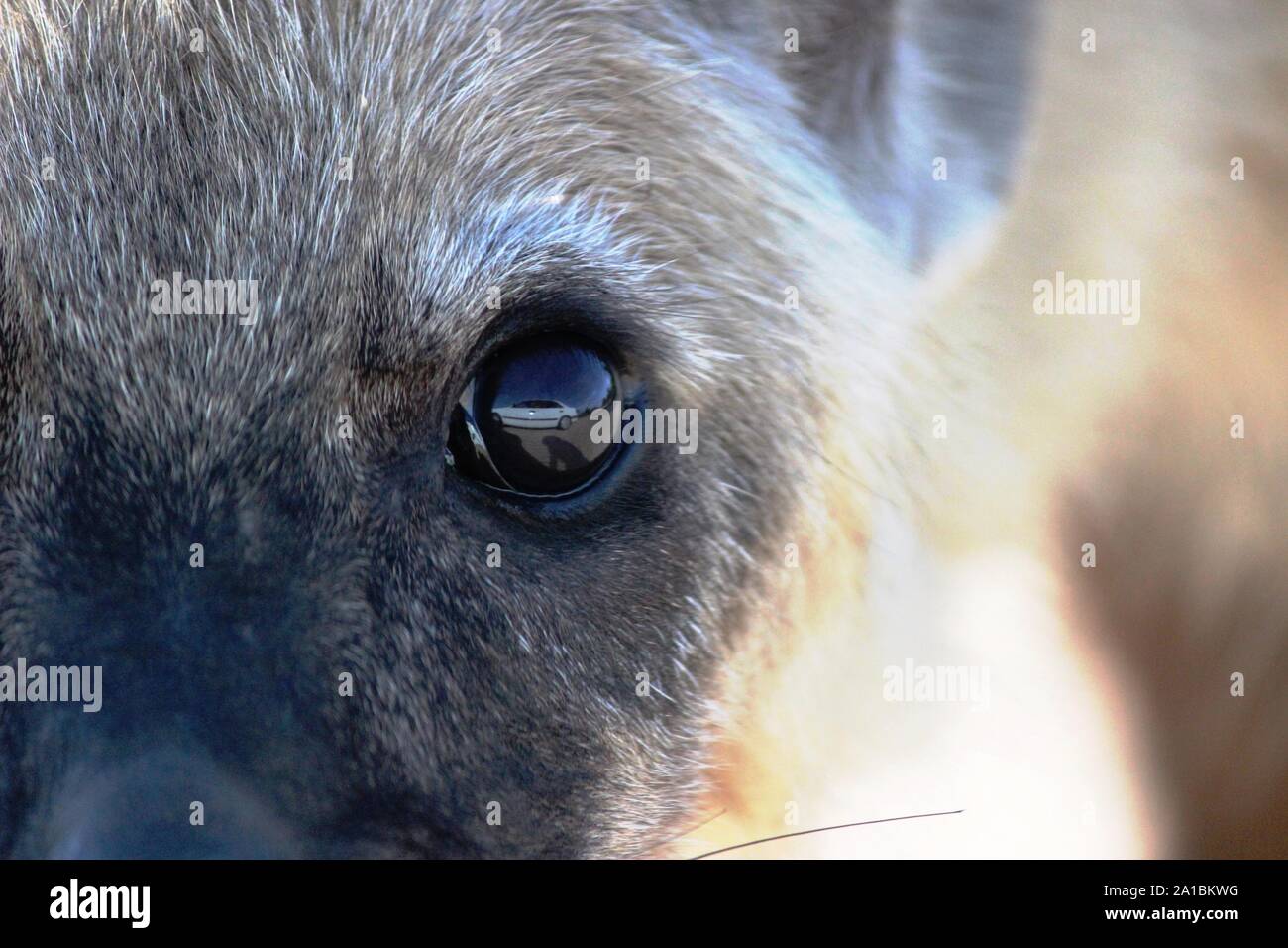 Hyena close up Stock Photo - Alamy