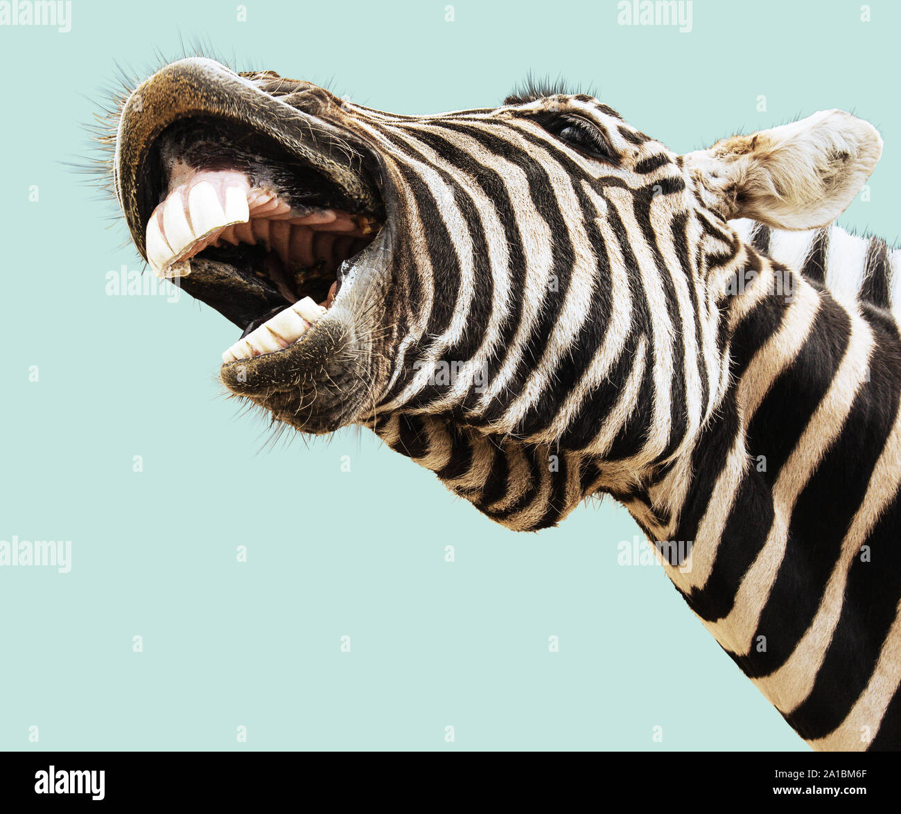 Happy zebra hi-res stock photography and images - Alamy