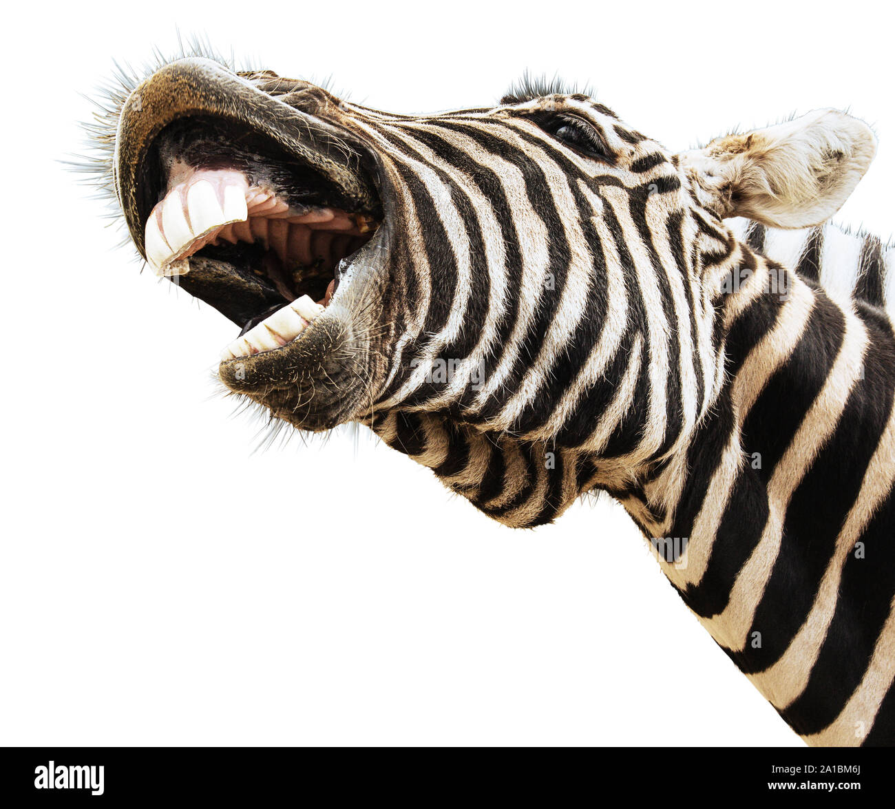 Zebra teeth hi-res stock photography and images - Alamy