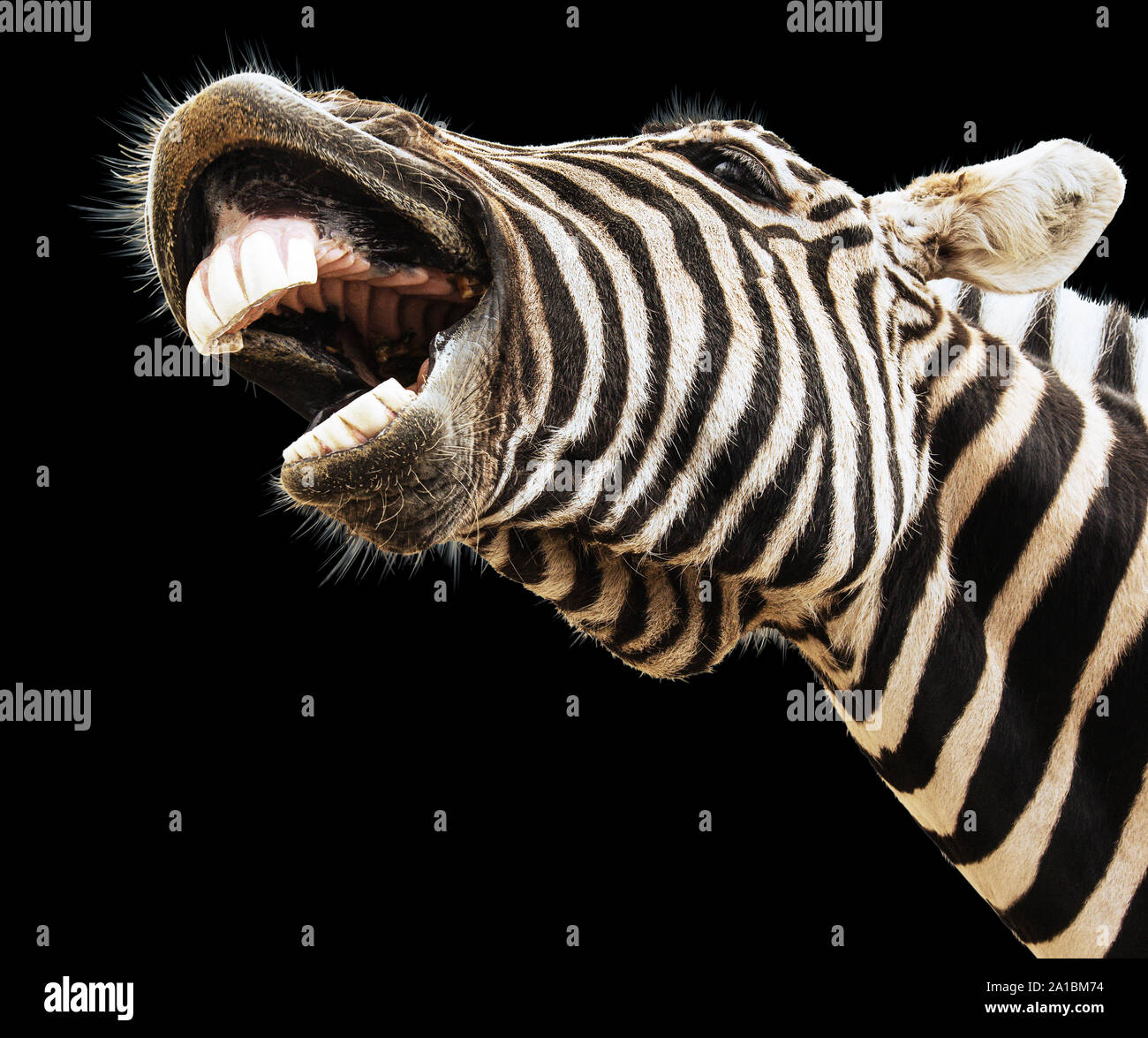 Zebra teeth hi-res stock photography and images - Alamy
