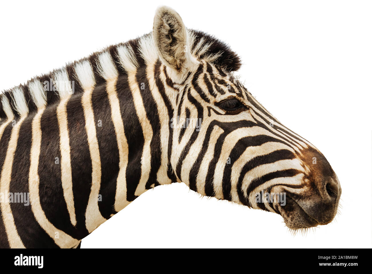 Zebra Head Front