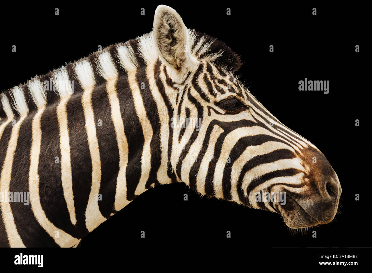 Zebra isolated head Stock Photo - Alamy