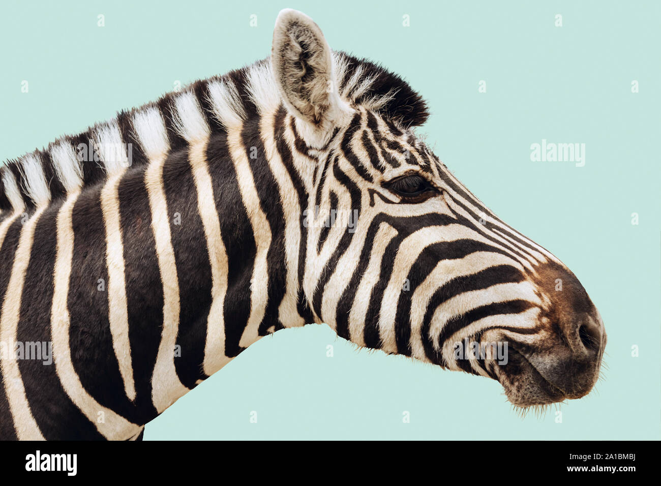 Zebra isolated head Stock Photo - Alamy