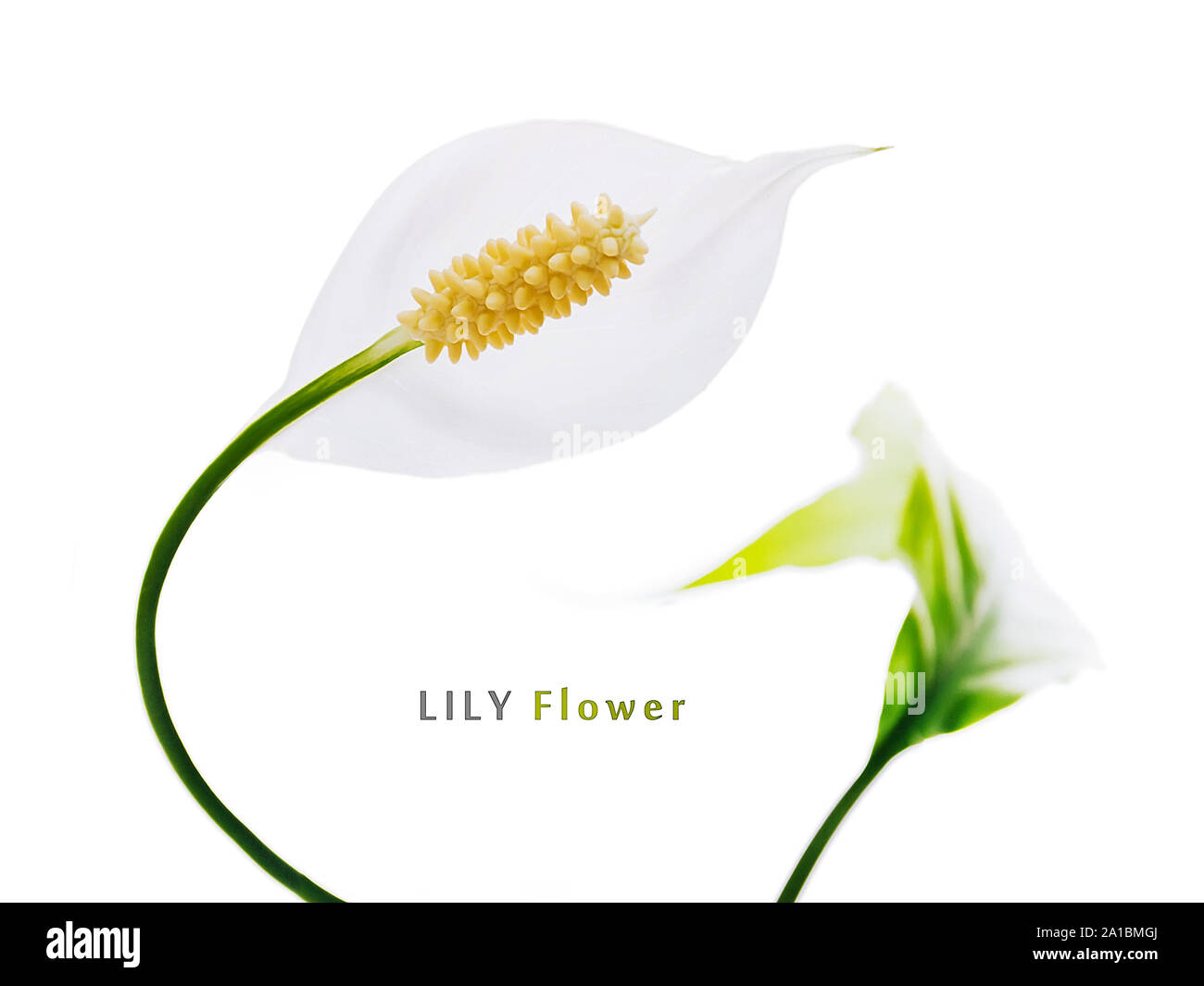 Lily white flower Stock Photo - Alamy