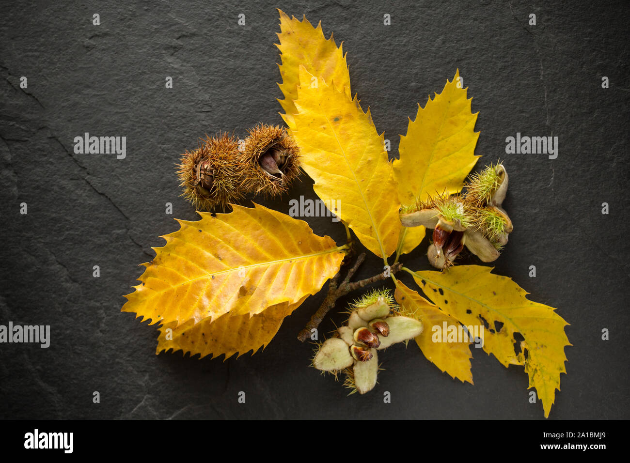 Sweet chestnuts and their spiky shells and leaves, Castanea sativa ...