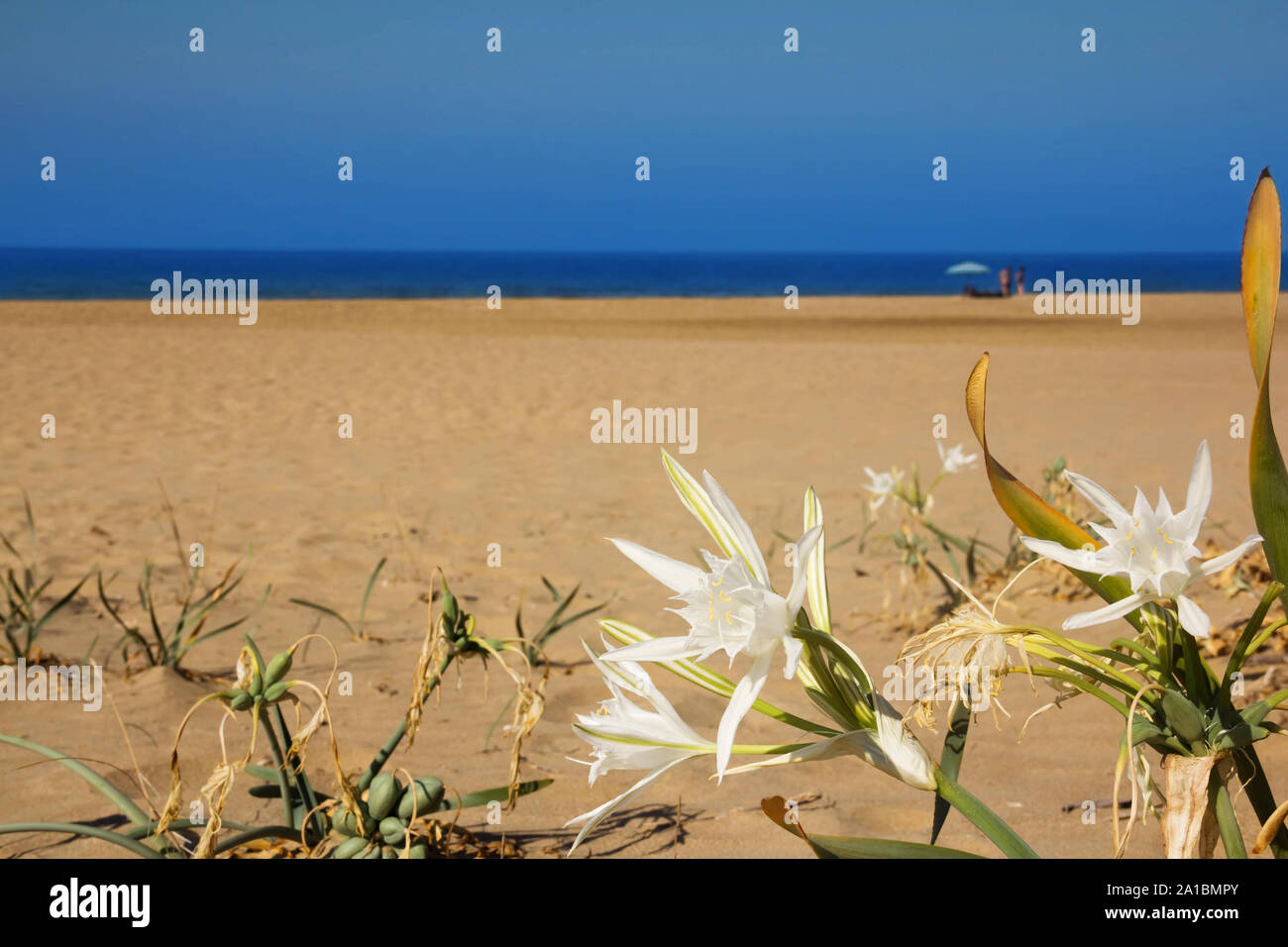 White flowers on a beach Stock Photo - Alamy