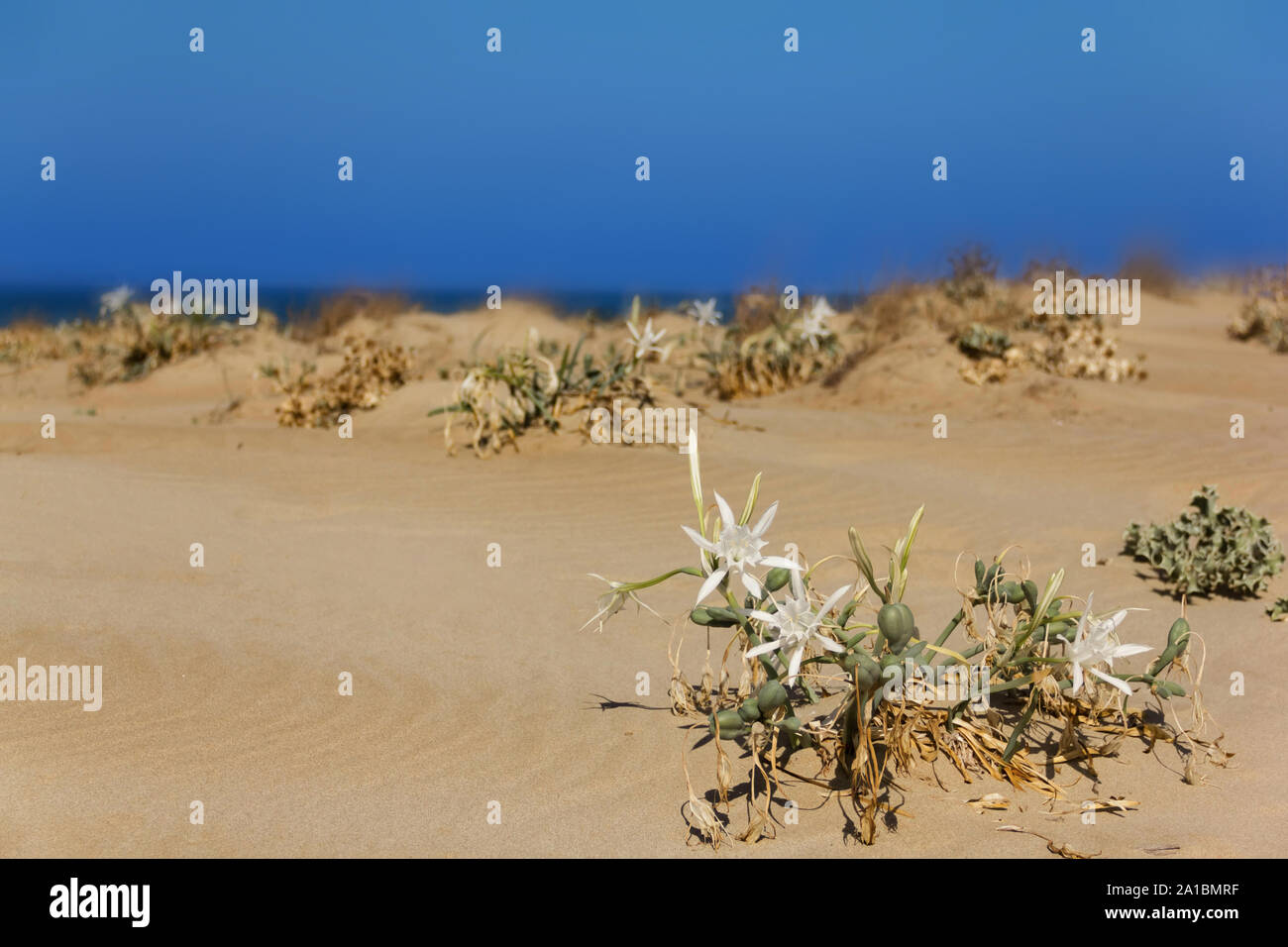 White flowers on a beach Stock Photo - Alamy