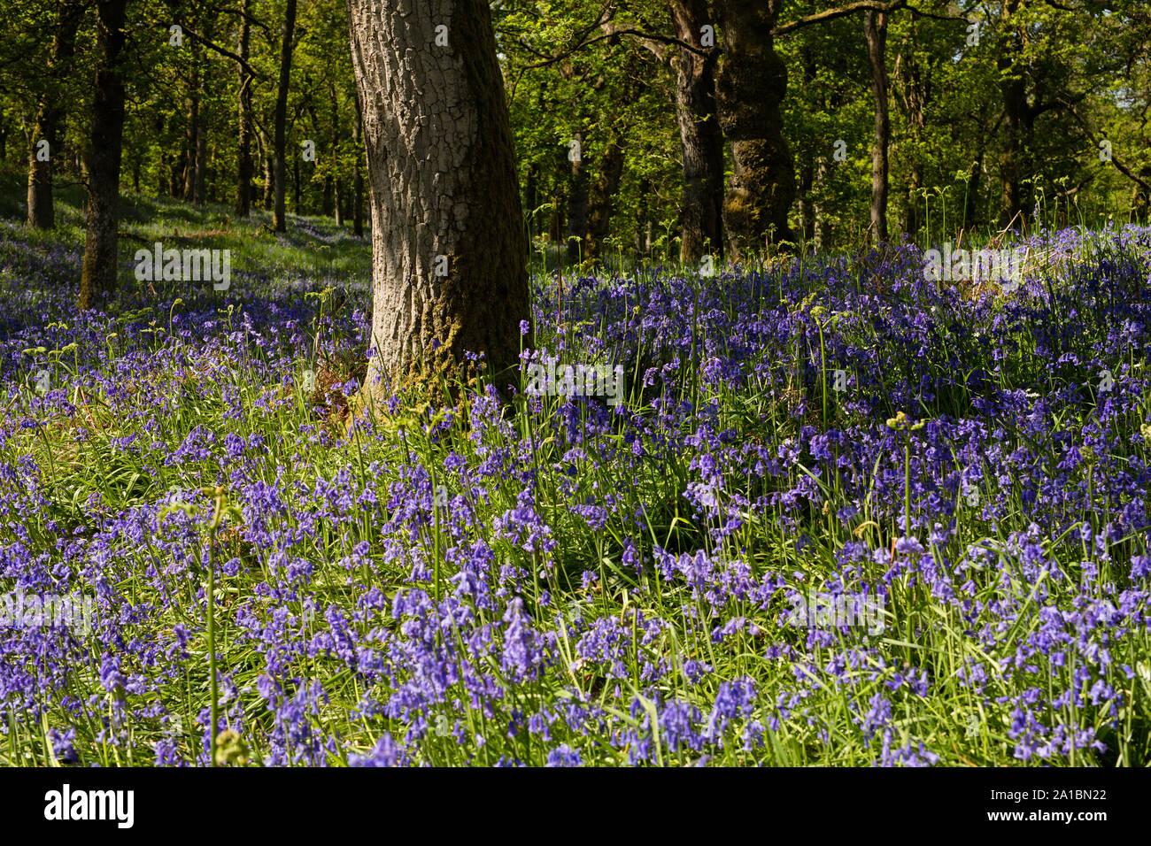 Bluebell wood hi-res stock photography and images - Alamy