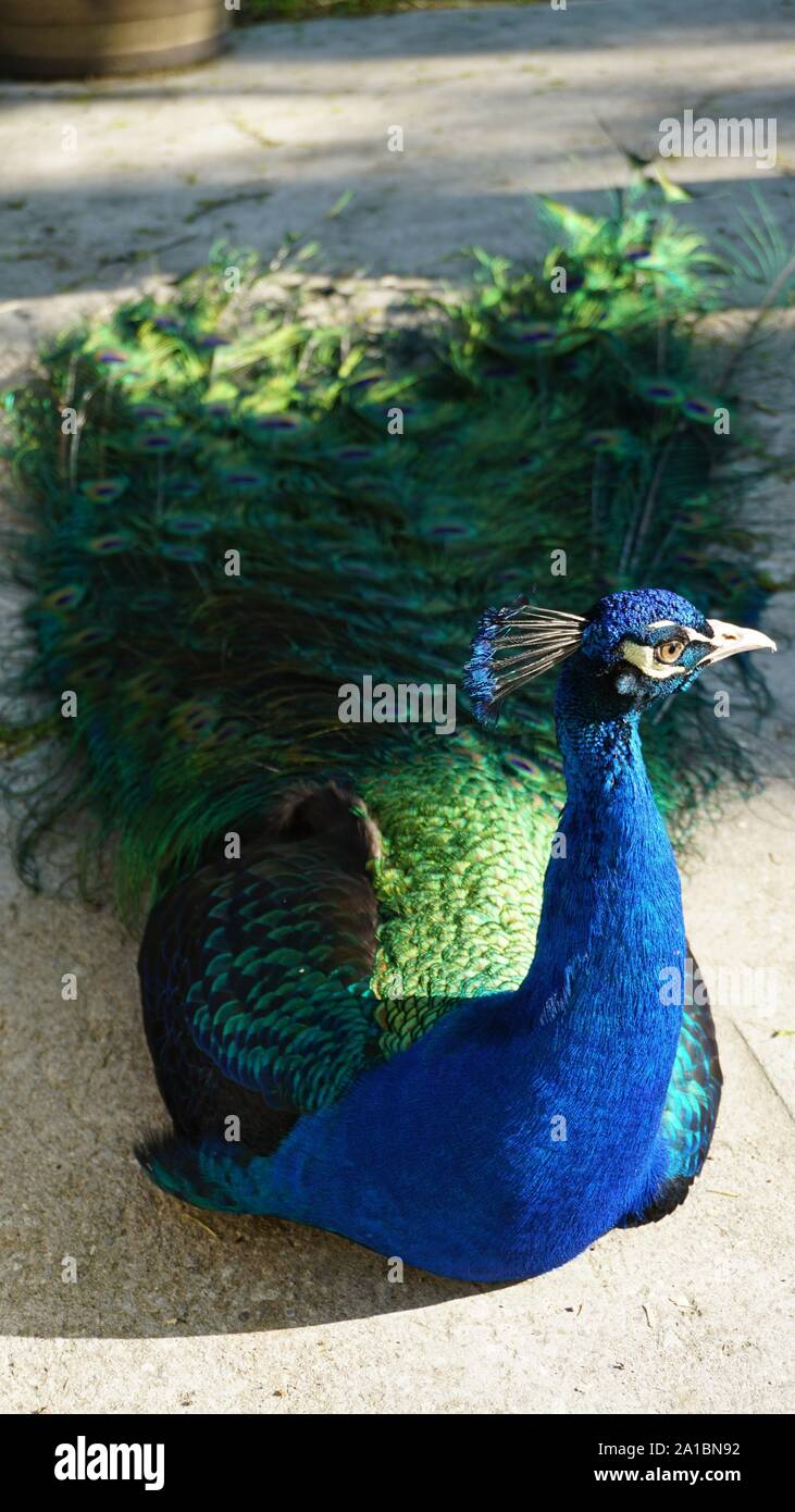 Peacock at Far Enough Farm Stock Photo - Alamy
