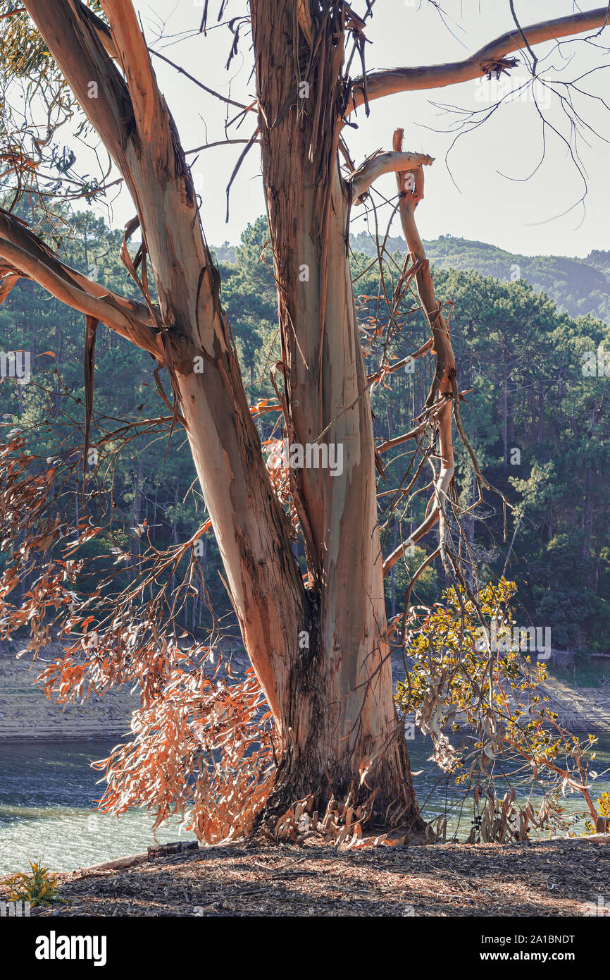 Mula dam hi-res stock photography and images - Alamy