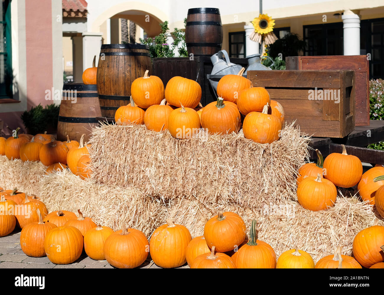 Thanksgiving and Halloween: Multiple pumpkins on and around stacks of ...