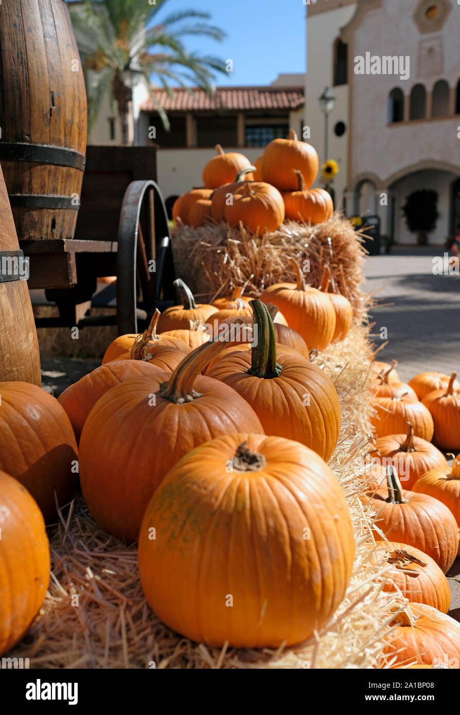 Thanksgiving and Halloween: Multiple pumpkins on and around stacks of ...