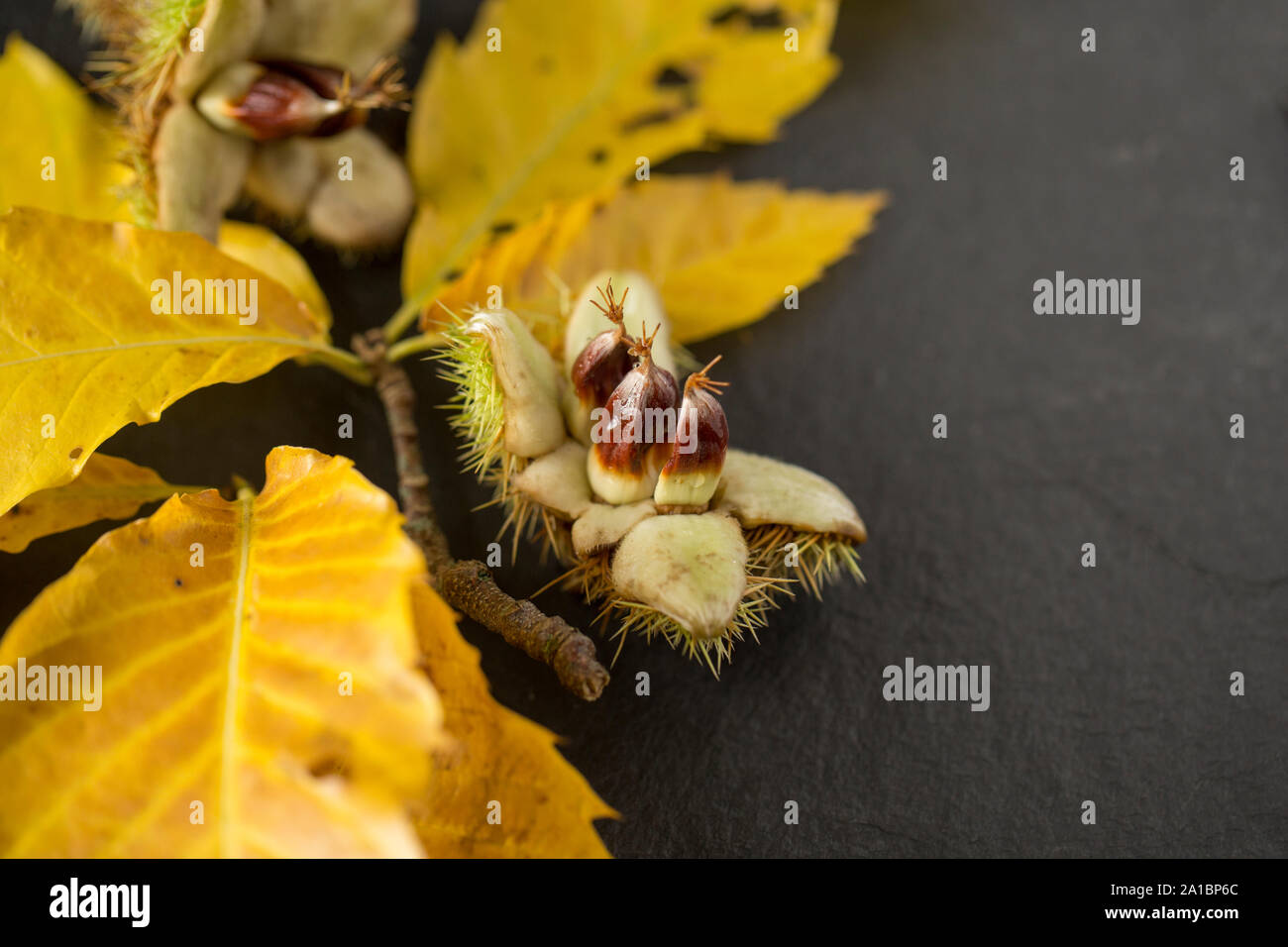 Sweet chestnuts and their spiky shells and leaves, Castanea sativa ...