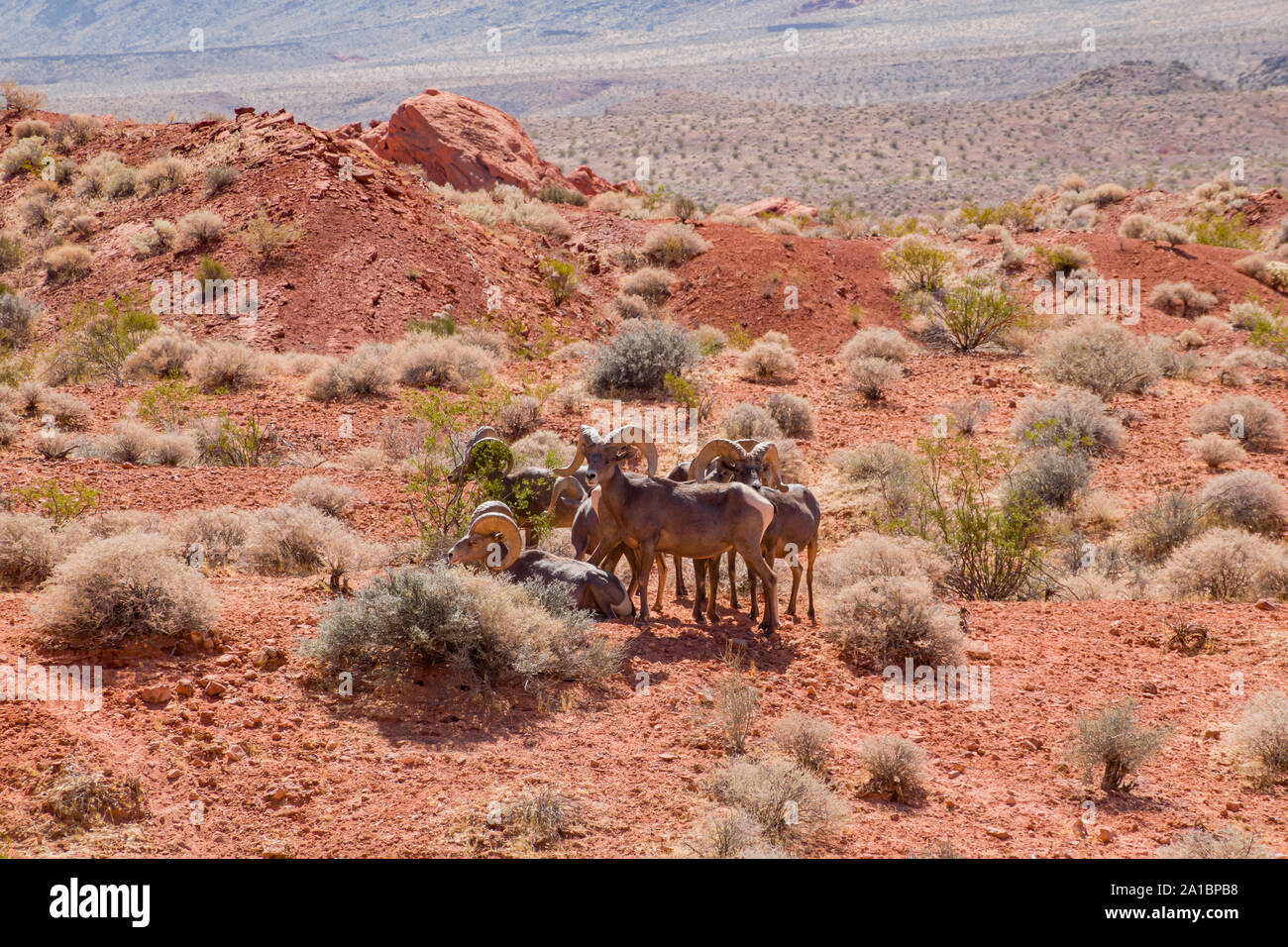 Bighorn sheep walking around in the Valley of Fire State Park at Nevada ...