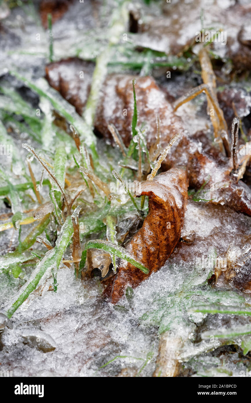 Rain after heavy frost has covered nature with a thick layer of ice ...