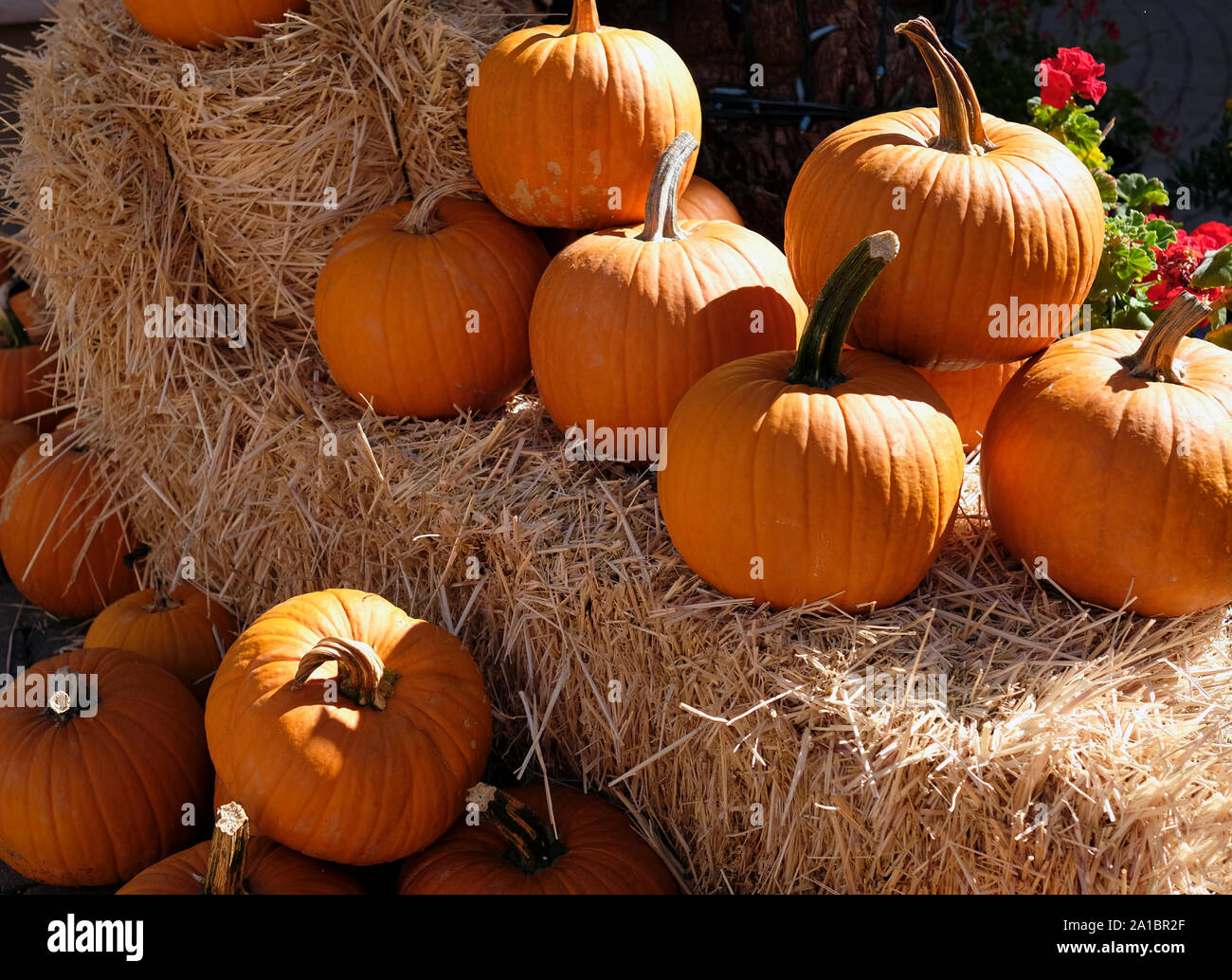 Thanksgiving and Halloween: Multiple pumpkins on and around stacks of ...