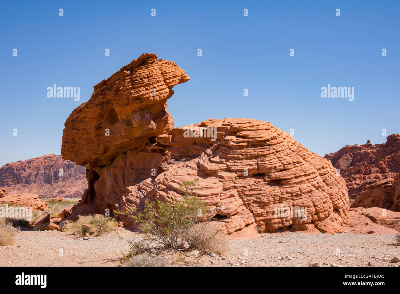 Rabbit in nevada hi-res stock photography and images - Alamy
