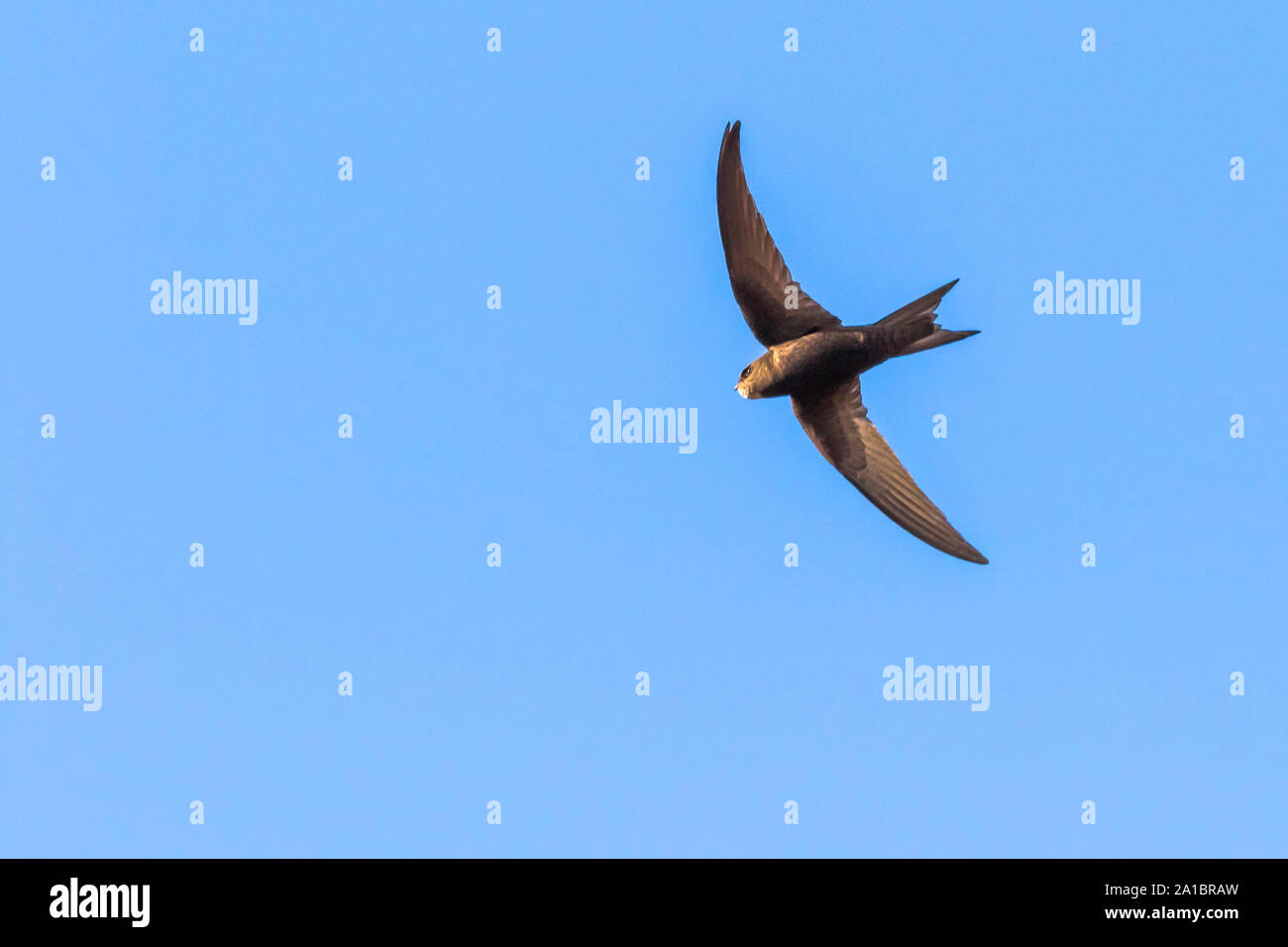 A flying common swift under blue sky Stock Photo - Alamy