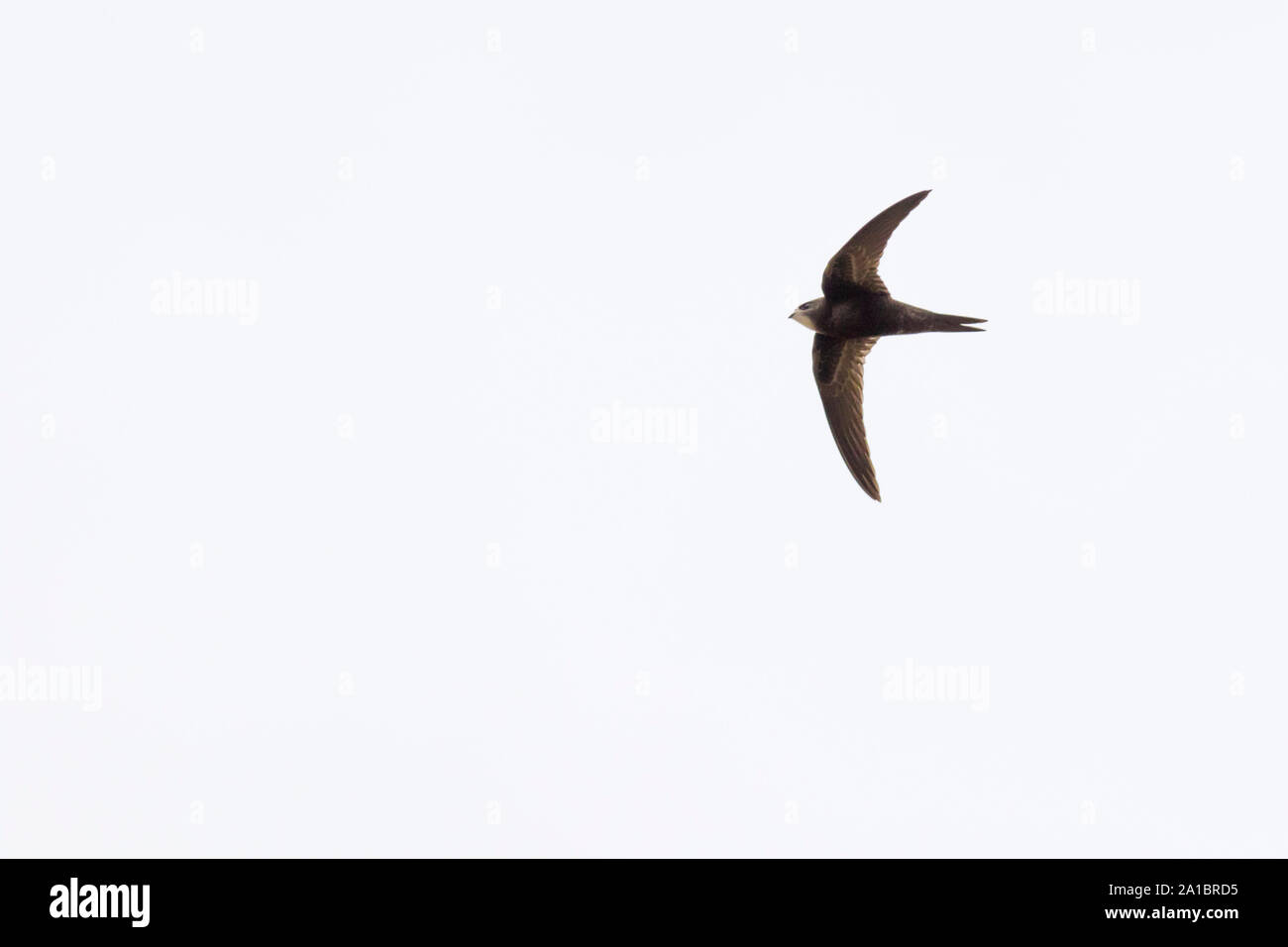 A flying common swift under blue sky Stock Photo - Alamy