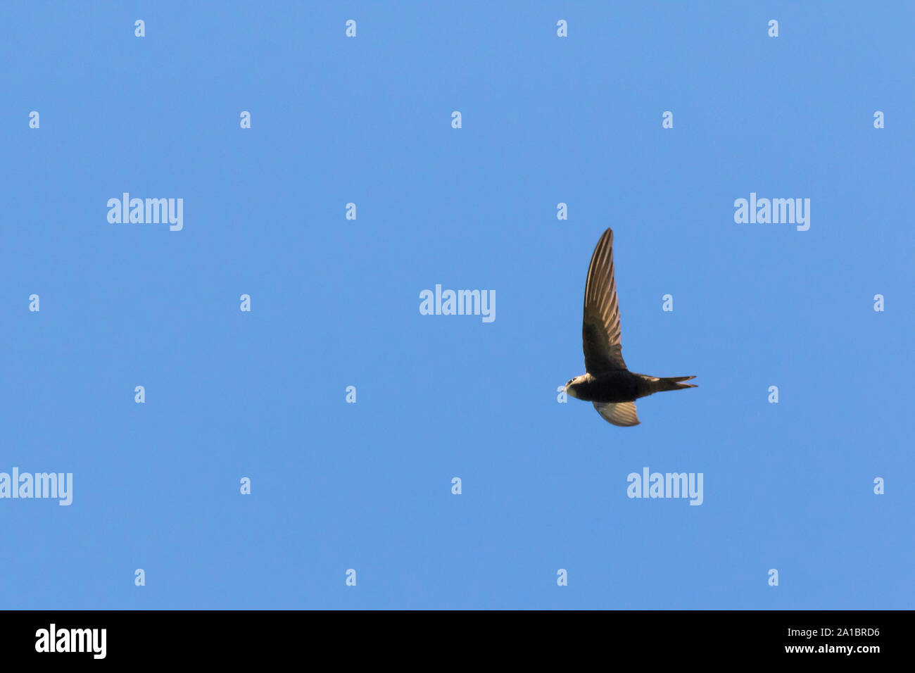 A flying common swift under blue sky Stock Photo - Alamy