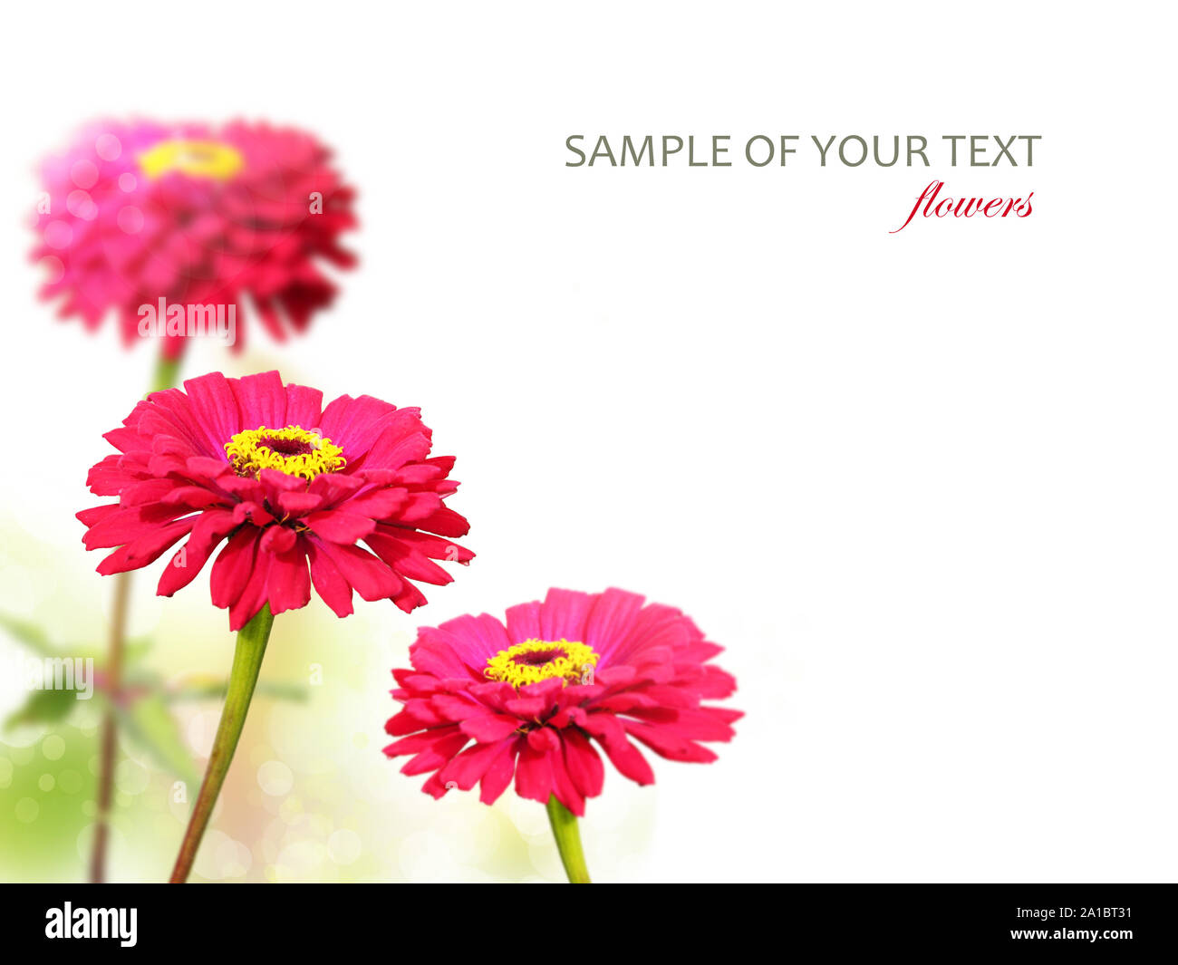 Red garden flowers Stock Photo - Alamy