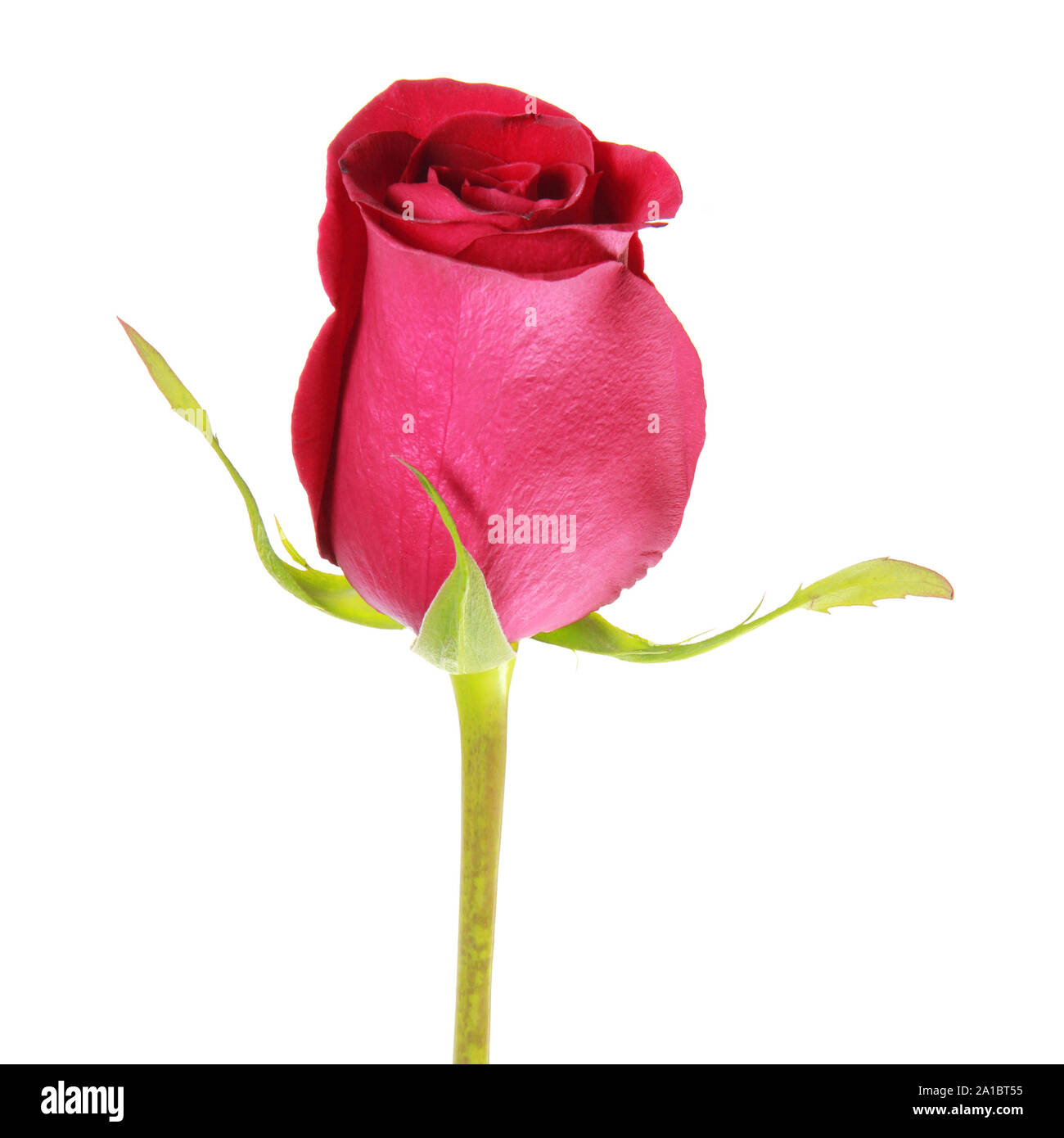 Red rose and bud hi-res stock photography and images - Alamy