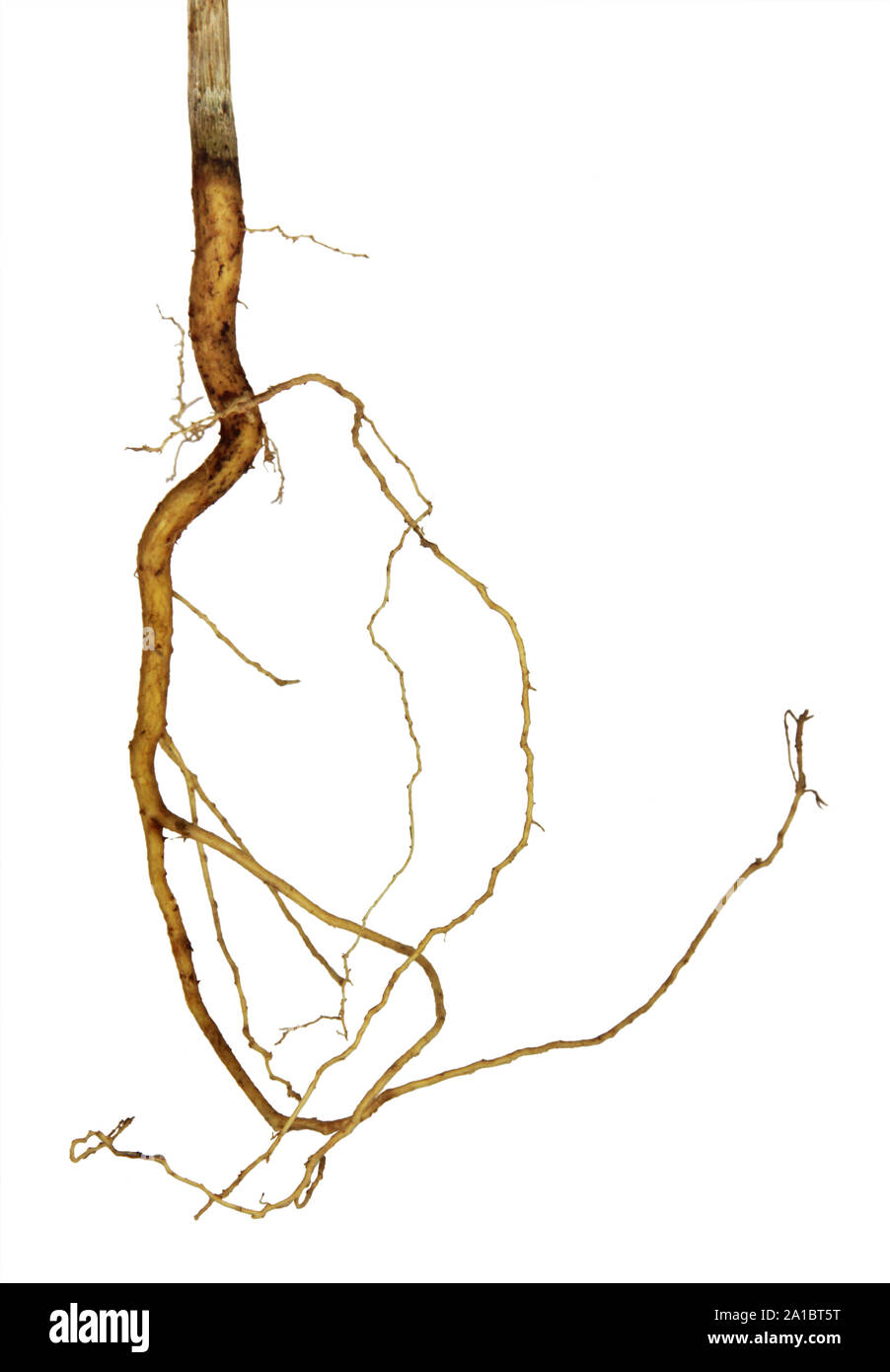 Plant root system underground Cut Out Stock Images & Pictures - Alamy