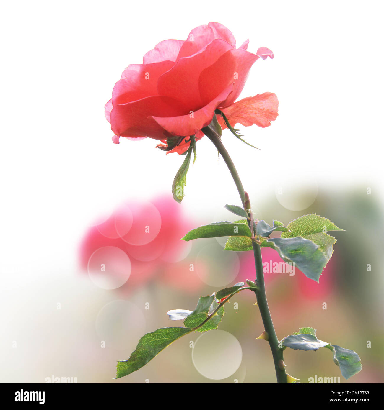 The rose garden arena hi-res stock photography and images - Alamy