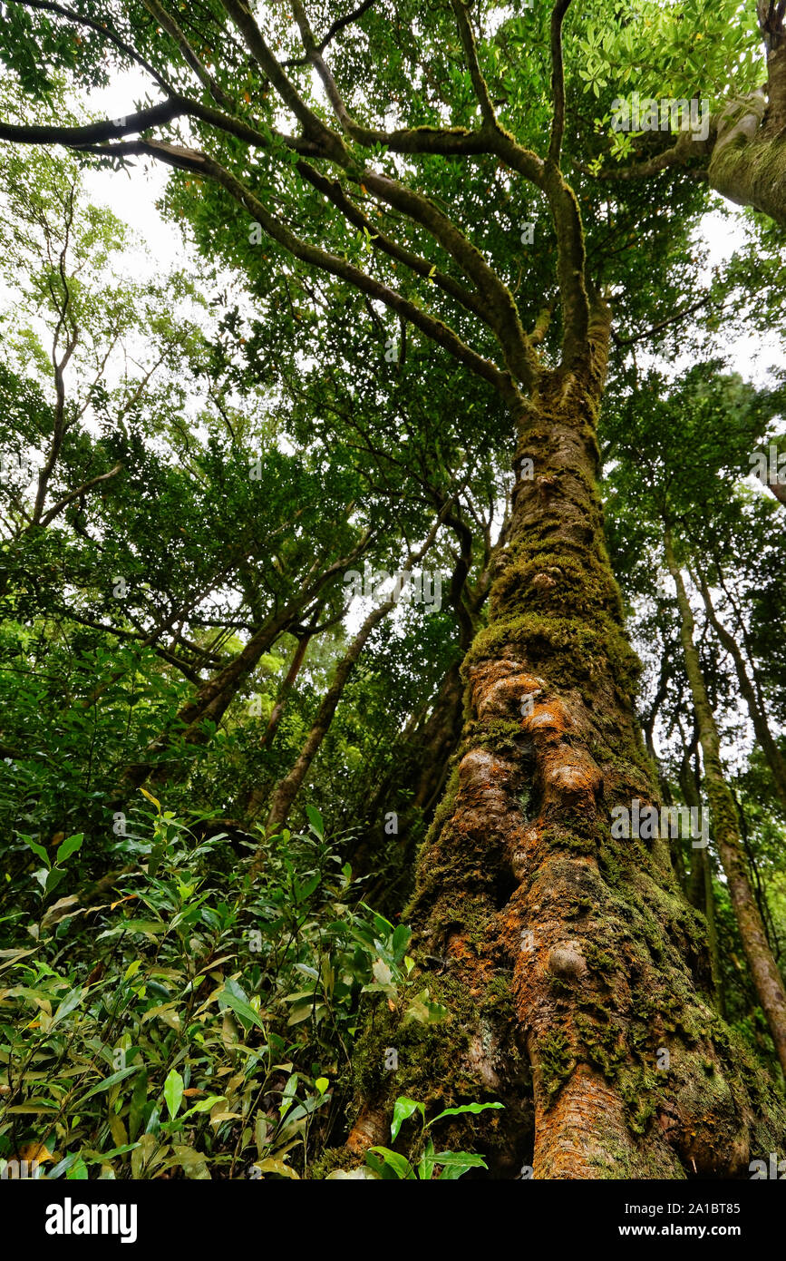 Very Large And Wide Tree High Resolution Stock Photography and Images ...