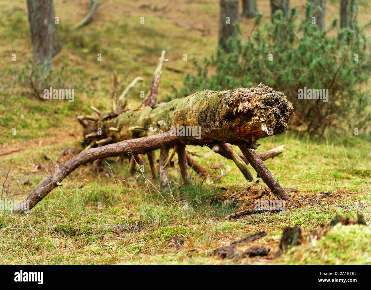 Fallen tree on a forest clearing that has taken a position reminiscent ...