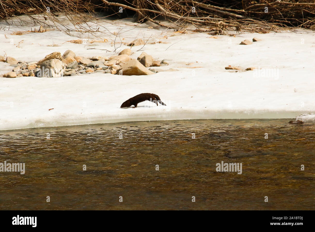 European mink or russian mink (Mustela lutreola) near Vladivostok ...