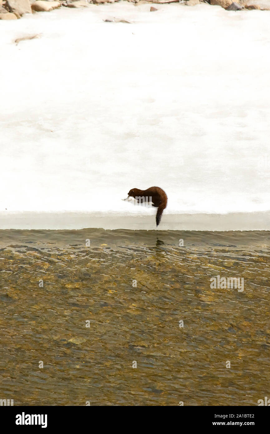 Mink lake hi-res stock photography and images - Alamy