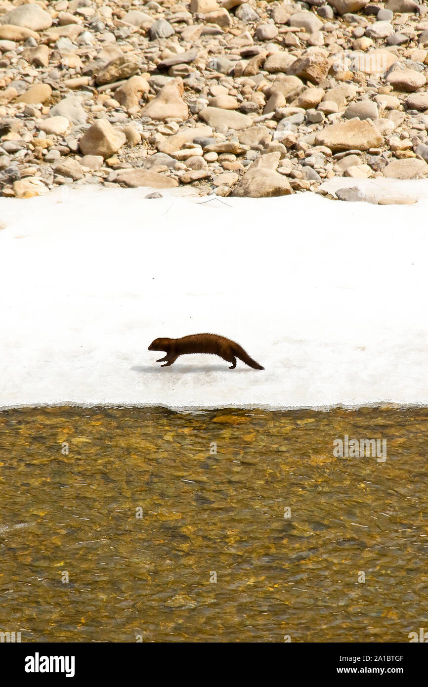 Mink lake hi-res stock photography and images - Alamy