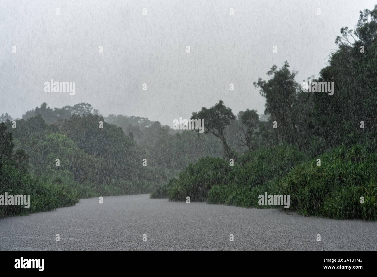 Tropical Rainforest While Raining