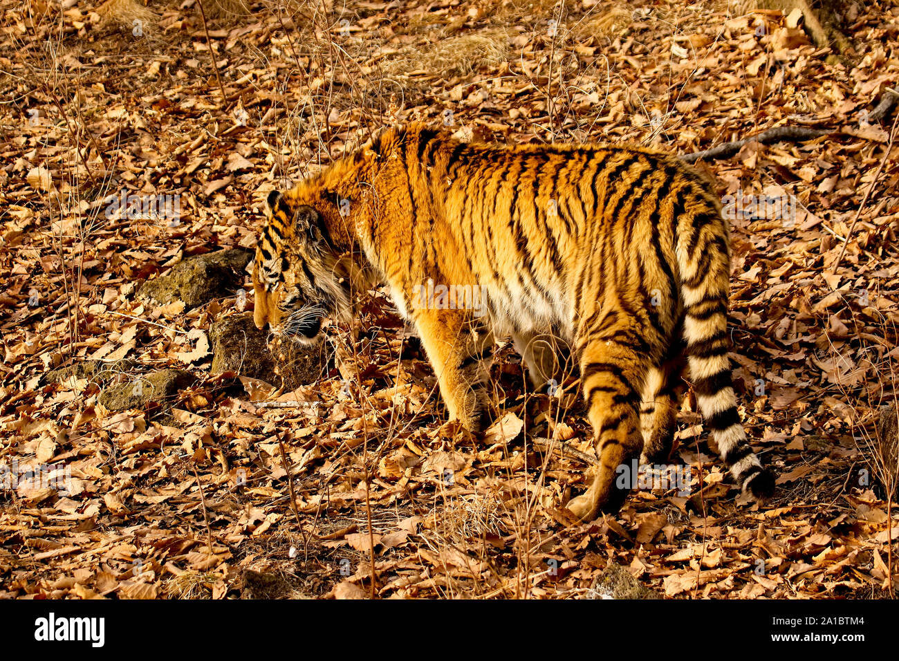 Amur o Siberian tiger, Panthera tigris altaica, Primorsky Krai. Russia ...