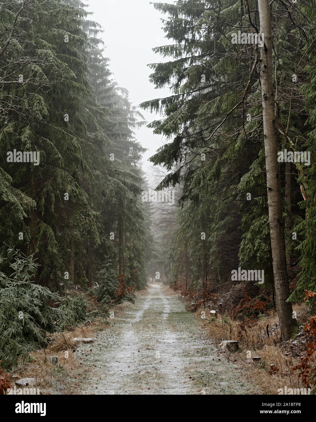 Straight path through a coniferous forest, freezing rain left white ...