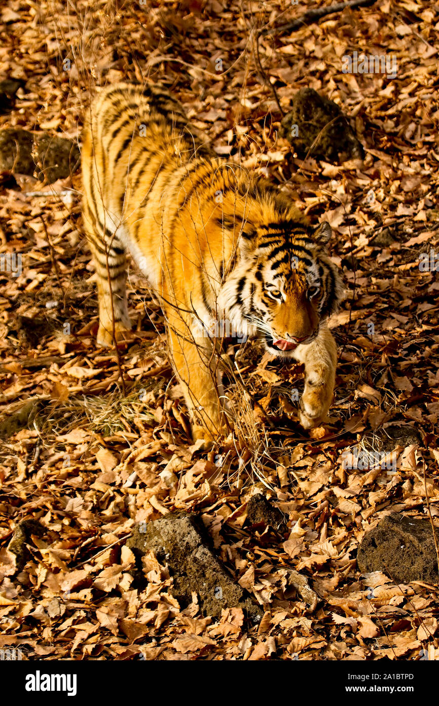 Amur tiger russia hi-res stock photography and images - Alamy