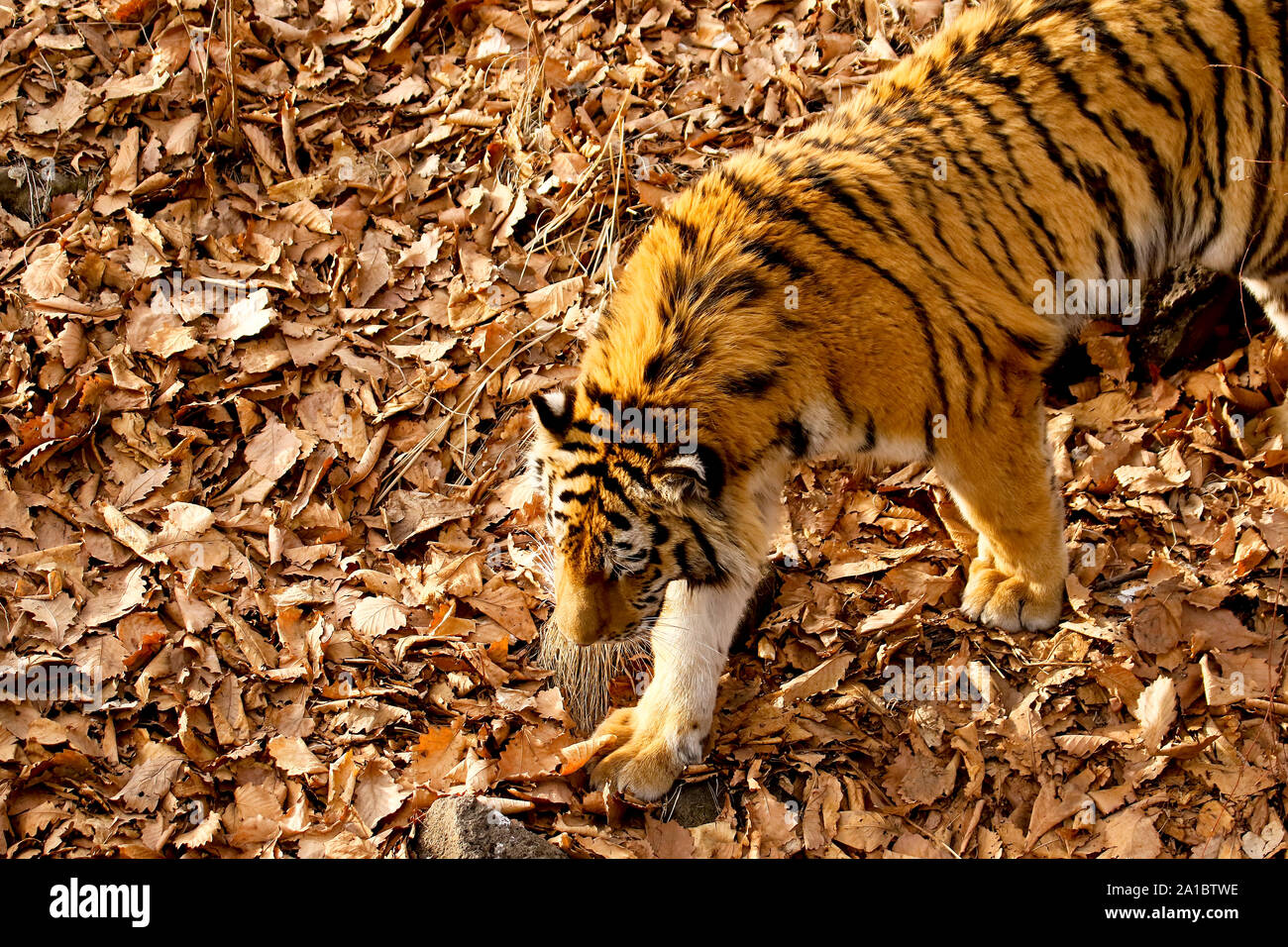 Phantera tigris altaica hi-res stock photography and images - Alamy