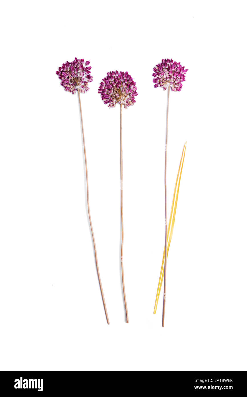 Pressed and dried violet summer flower on a white background Stock ...