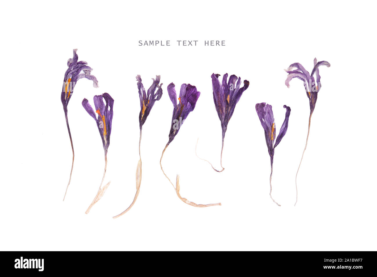 Pressed and dried spring violet saffron flowers on a white Stock Photo ...
