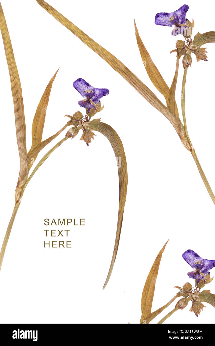 Pressed and dried violet summer flower jn awhite background Stock Photo ...